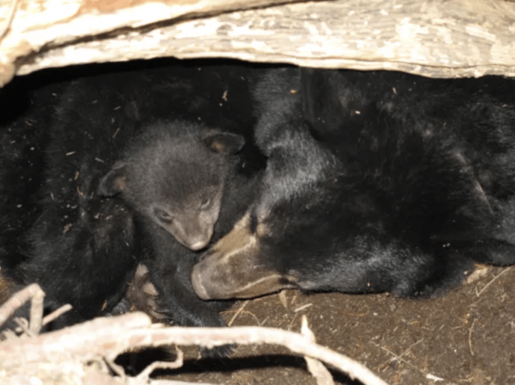 The curious life of hibernating black bears – Questions for our sleepy ...
