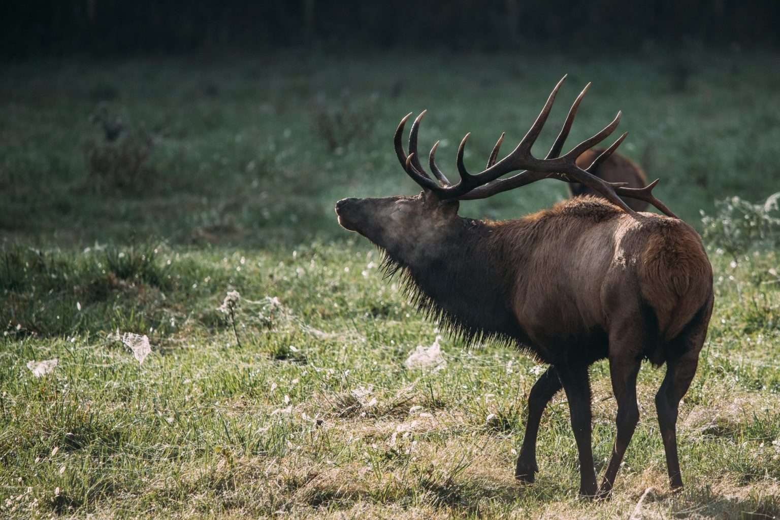Colorado Parks and Wildlife seeks sharpshooters to cull elk in Great ...
