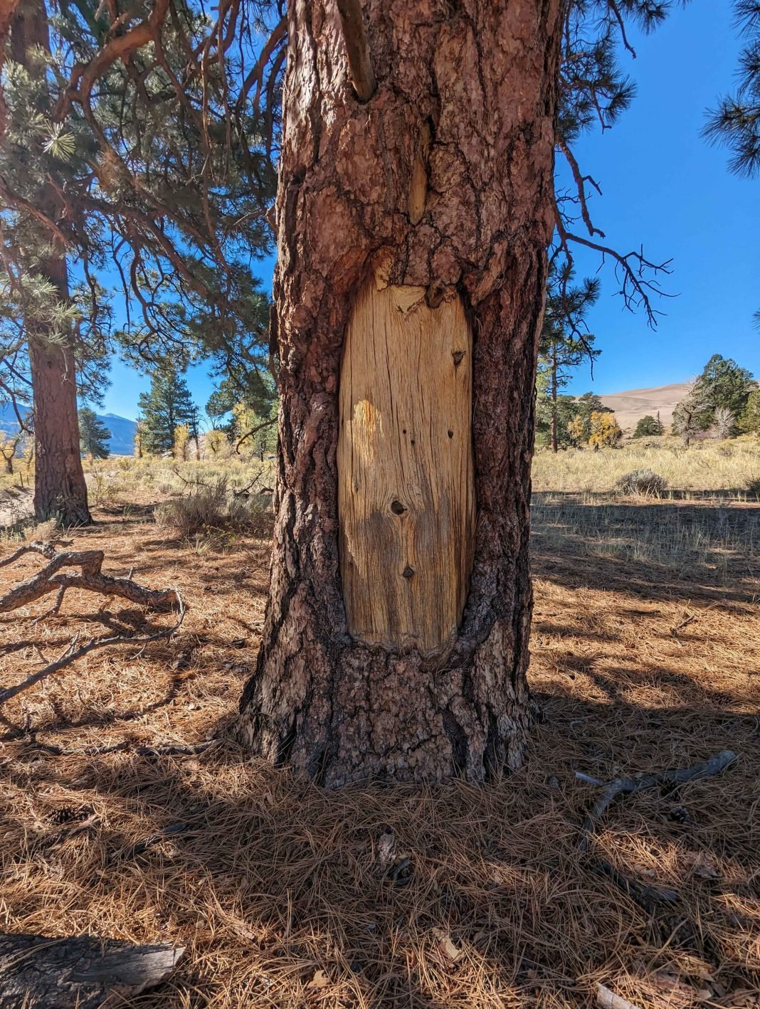 Culturally modified trees: Great Sand Dunes trees speak to the land’s ...