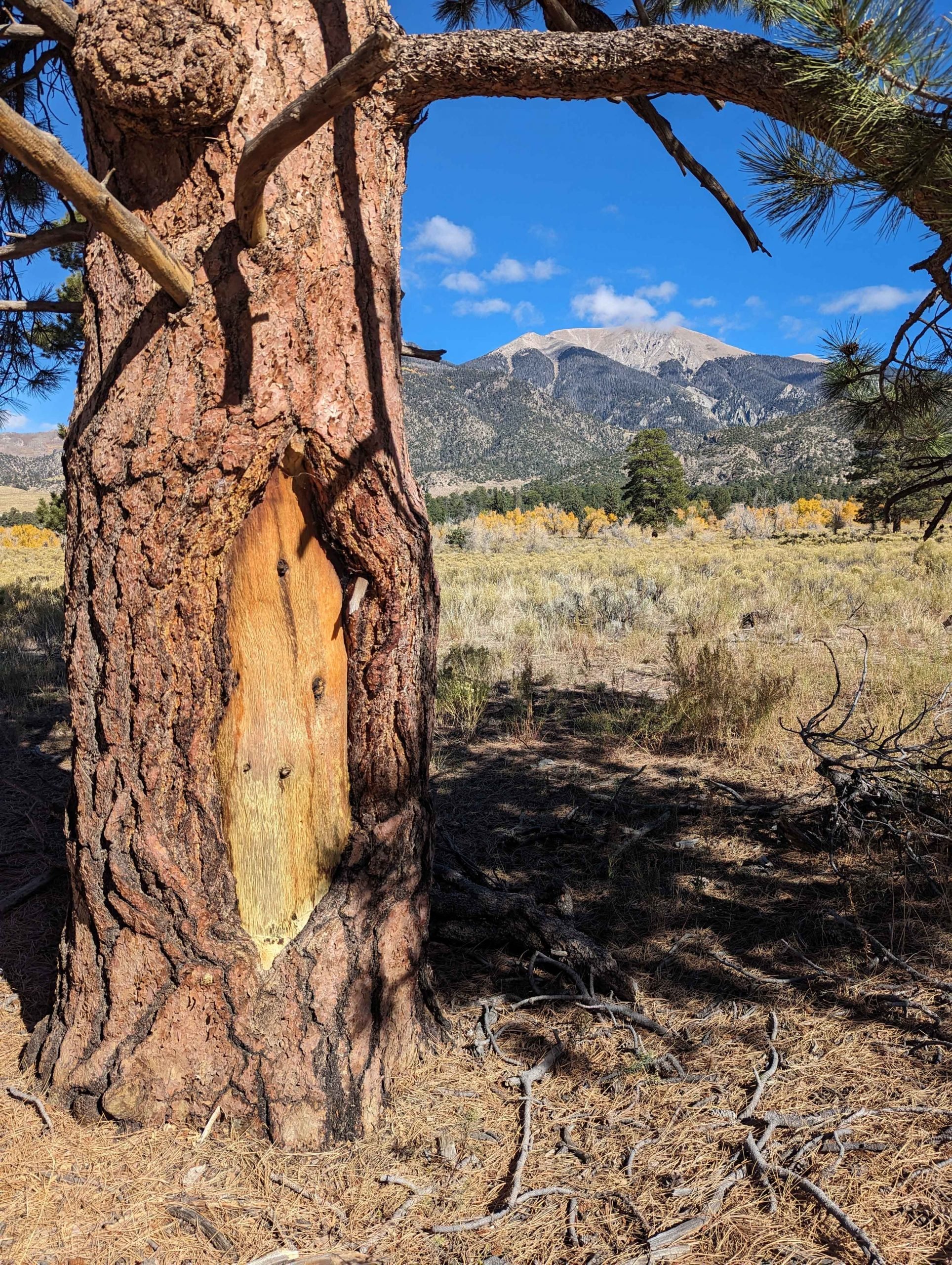 Culturally modified trees: Great Sand Dunes trees speak to the land’s ...